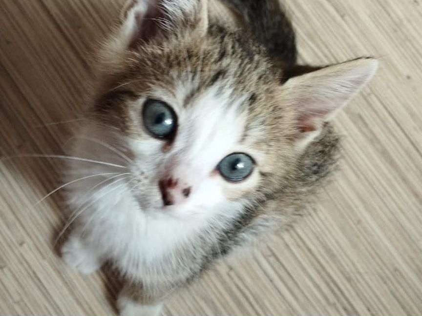 Котенок девочка трехцветная ищет дом