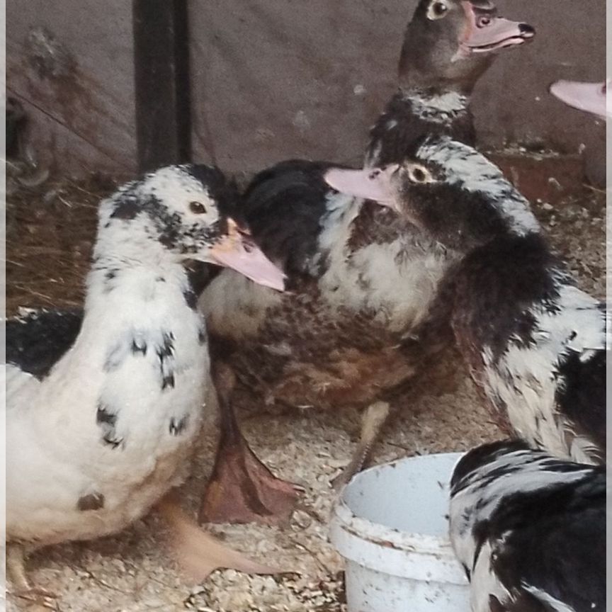 Молодые индоутки