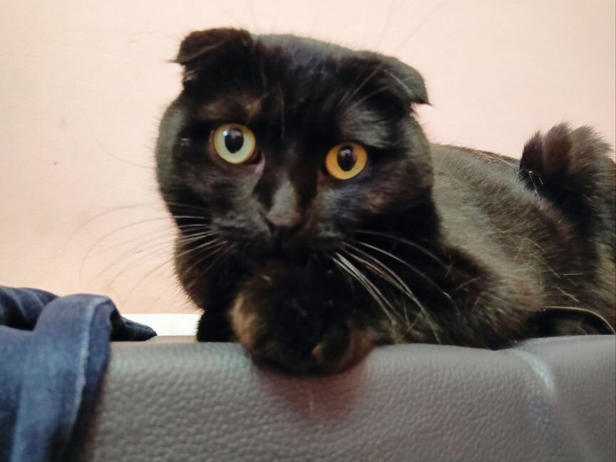 Котик вислоушка