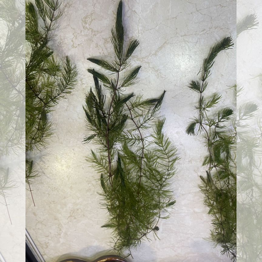 Роголистник в аквариум