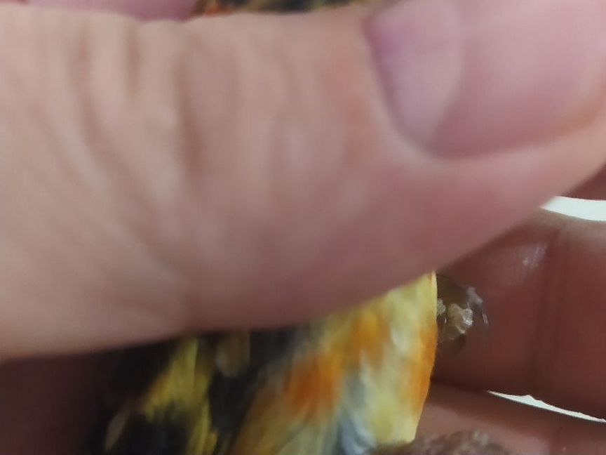 Венесуэльский огненный чиж