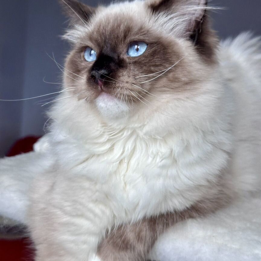 Рэгдолл котёнок