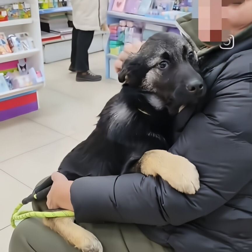 Щенок в добрые руки