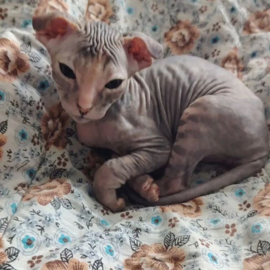 Донской сфинкс котёнок