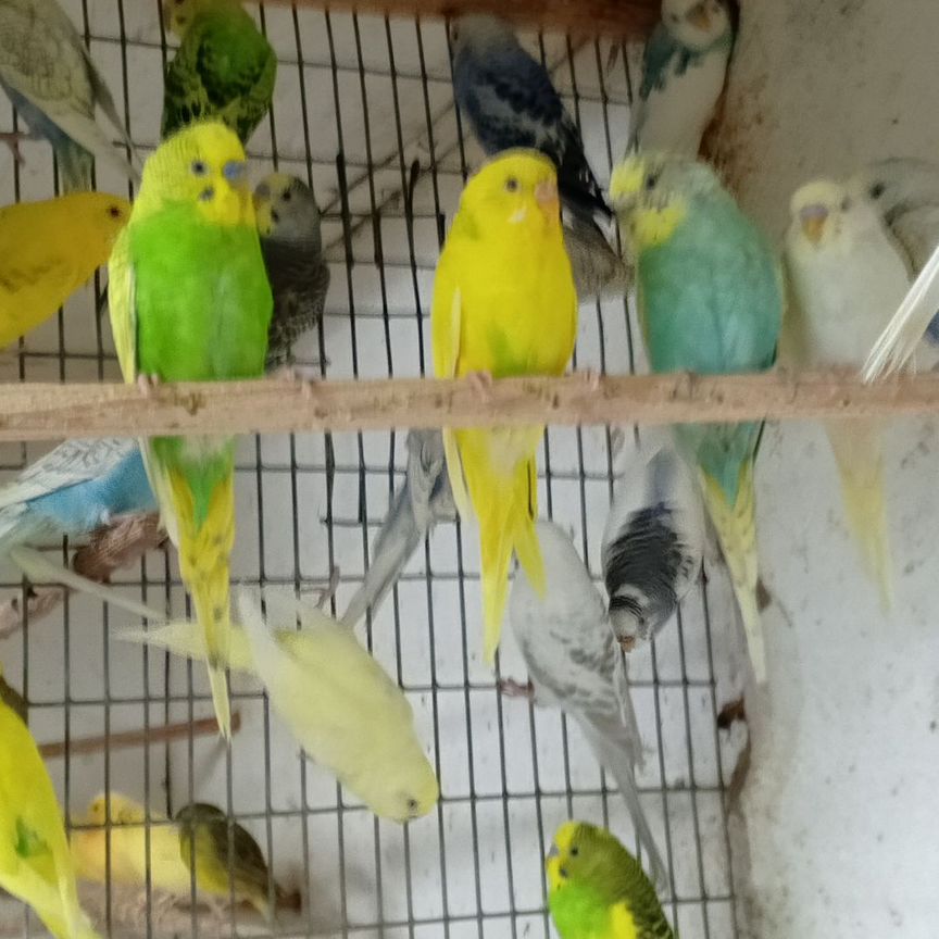 Волнистый попугай