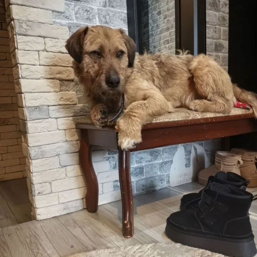 Взрослый пёс в добрые руки