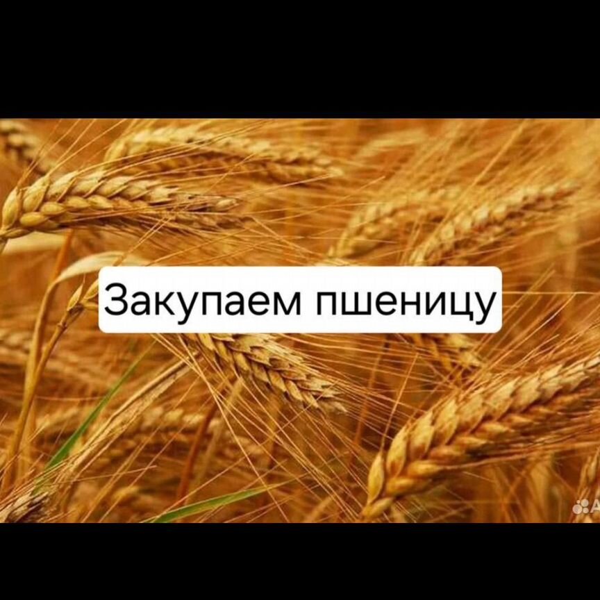 Зерно пшеница