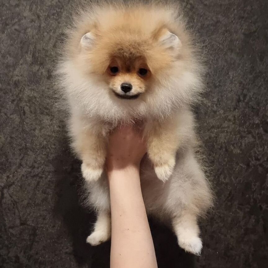 Померанский шпиц, щенок