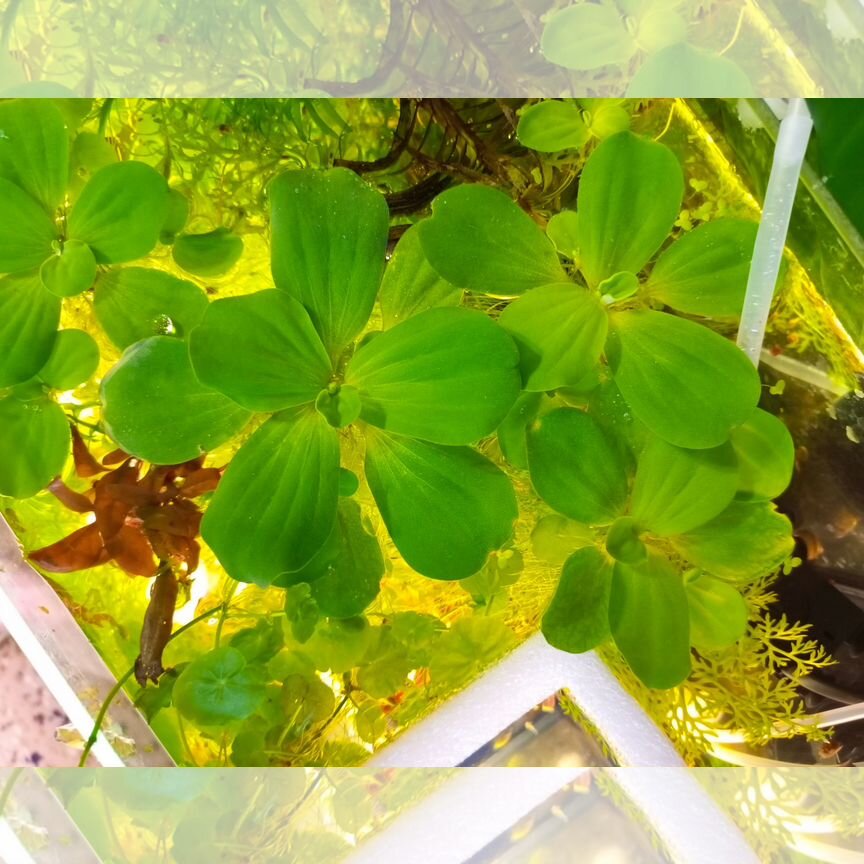 Аквариумные растения