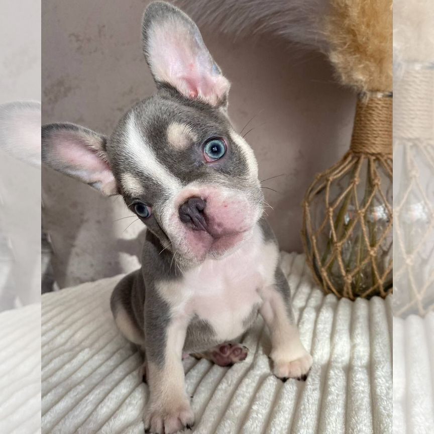 Французский бульдог, щенок