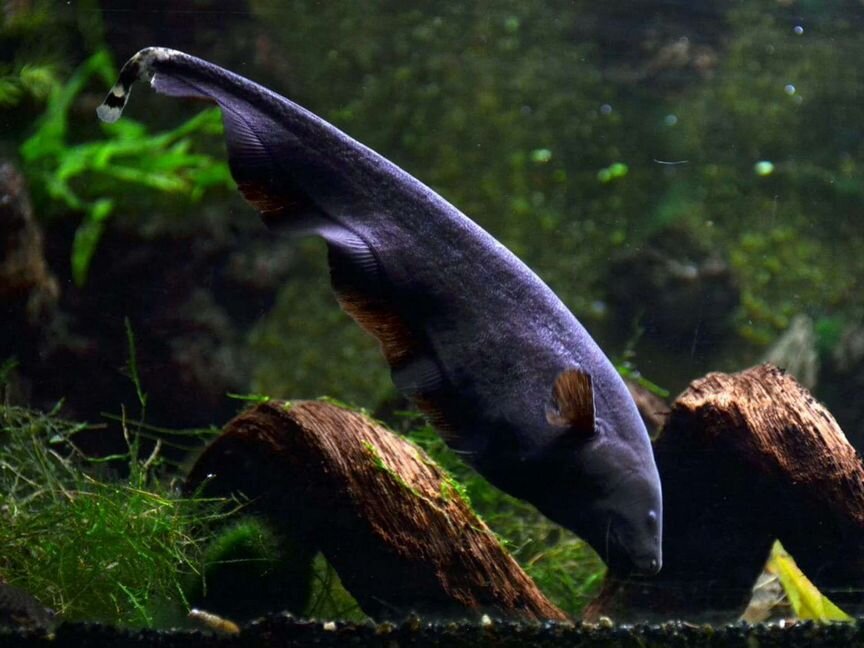 Чёрных нож Аптеронот