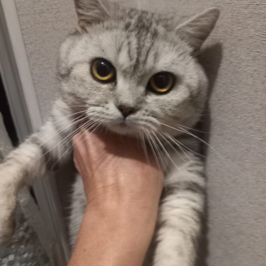Кошки