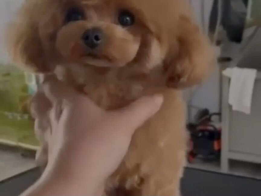 Той-пудель Тедди Корея девочка мальтипу