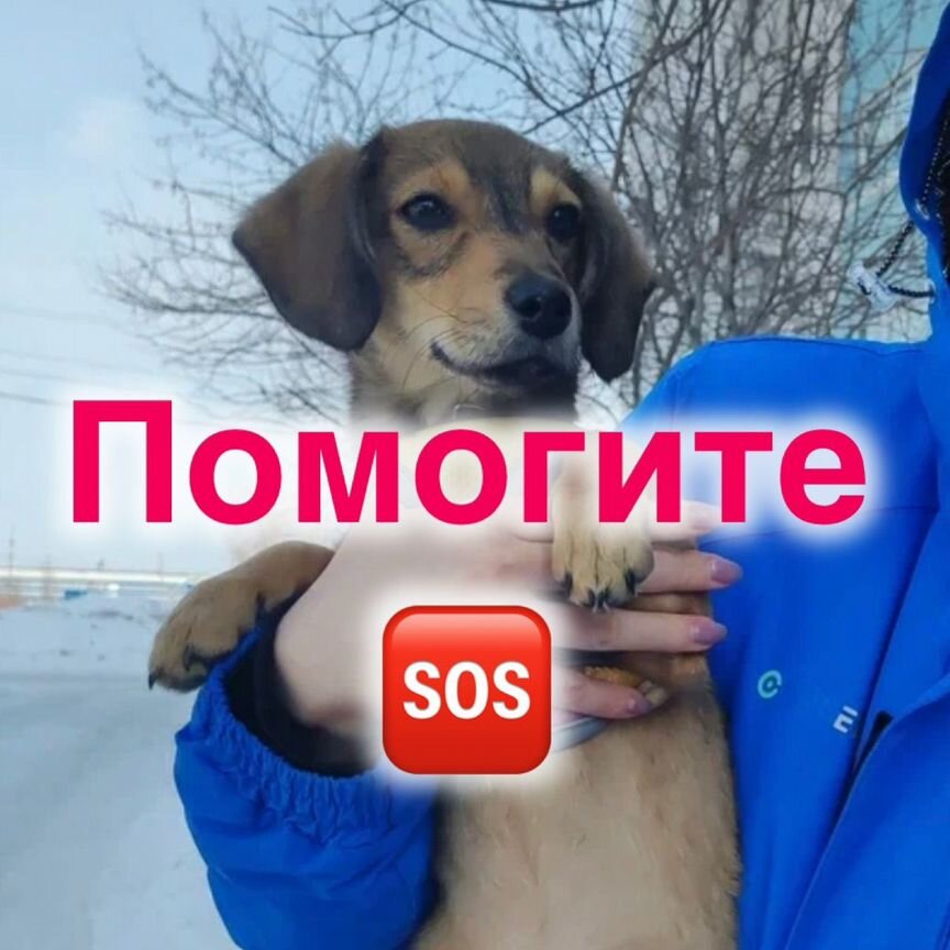 Нужна передержка или дом маленькая собачка