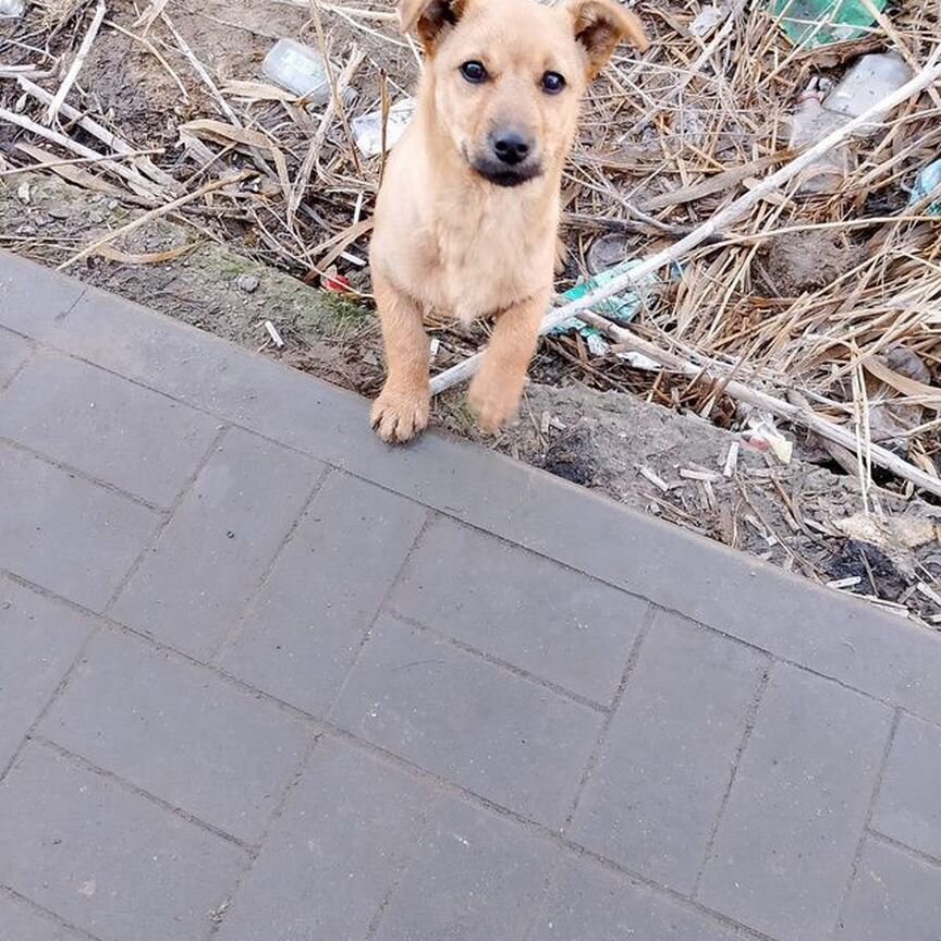Пристраивается в добрые руки