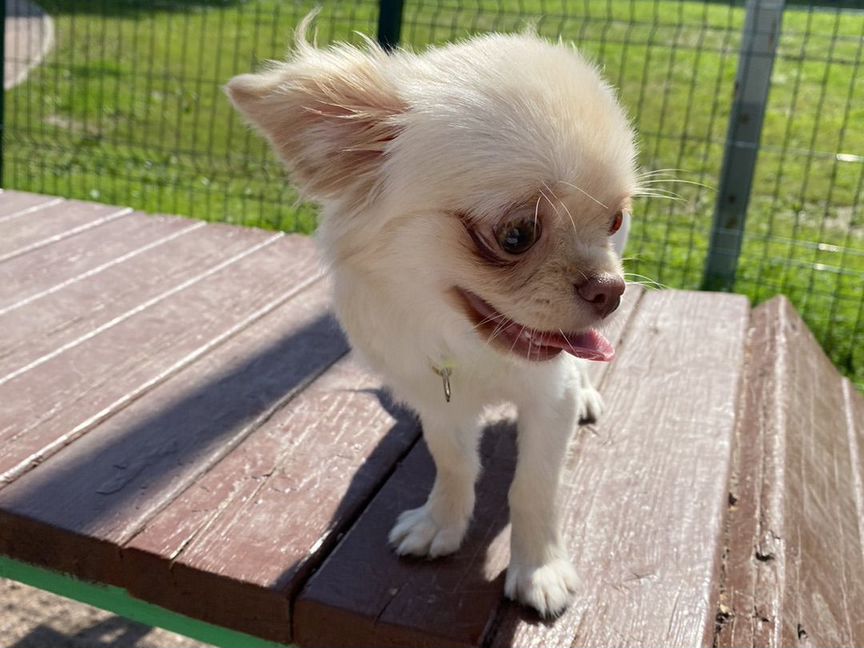 Чихуахуа Девочка Щеночек