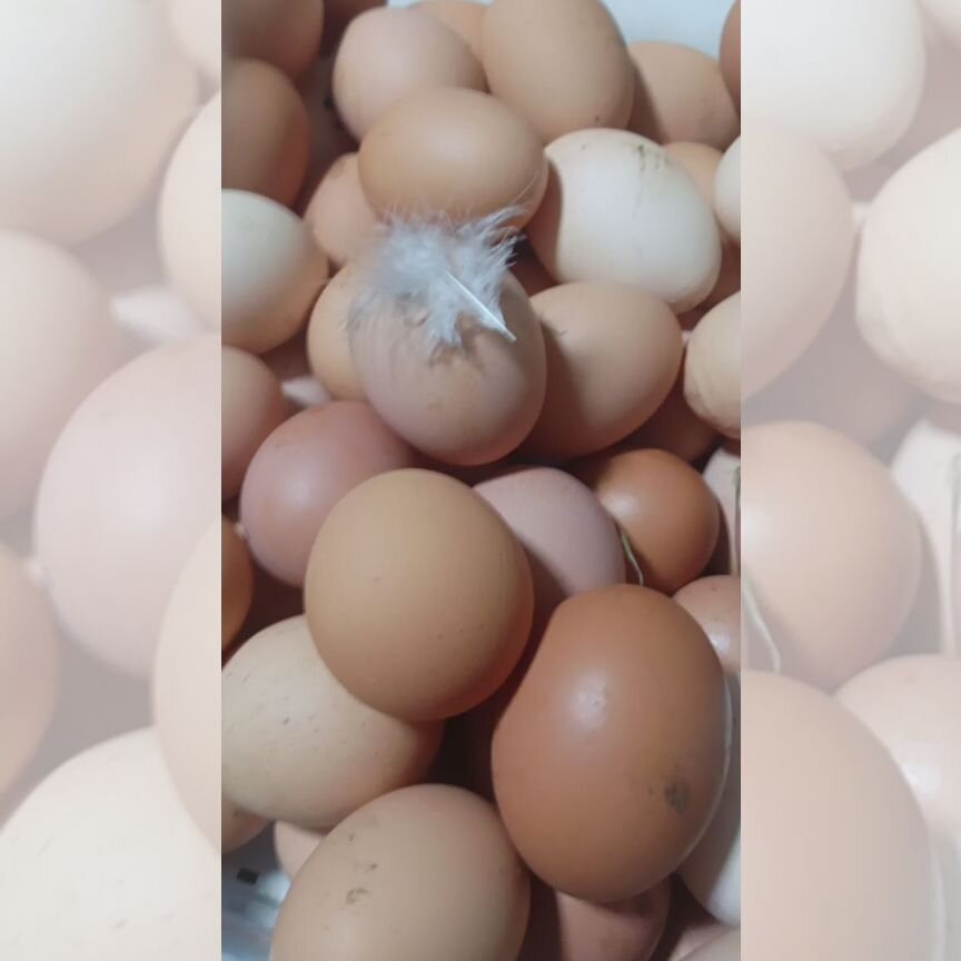 Домашние куриные яйца
