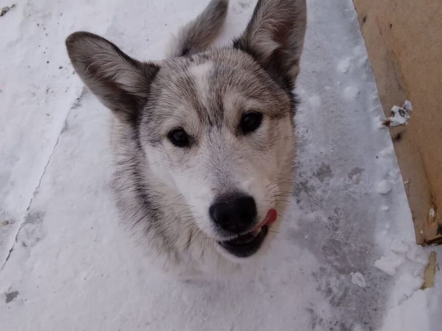 Говорящий щенок