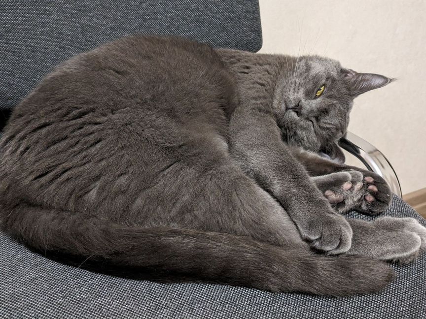 Метис русского голубого в добрые руки