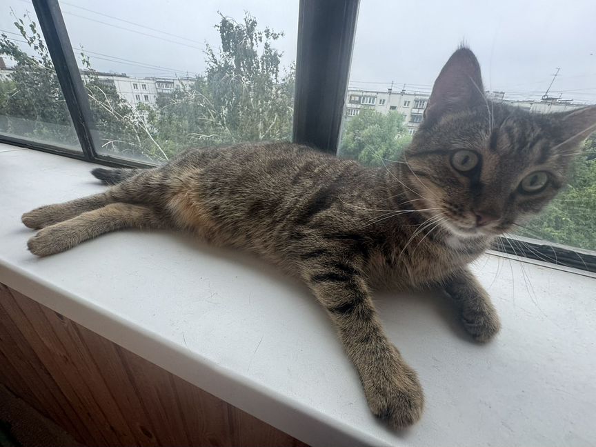 Кот в добрые руки
