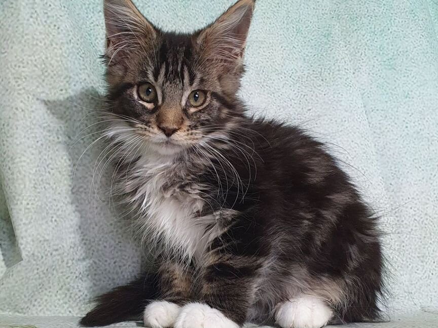 Котик мейн кун из питомника