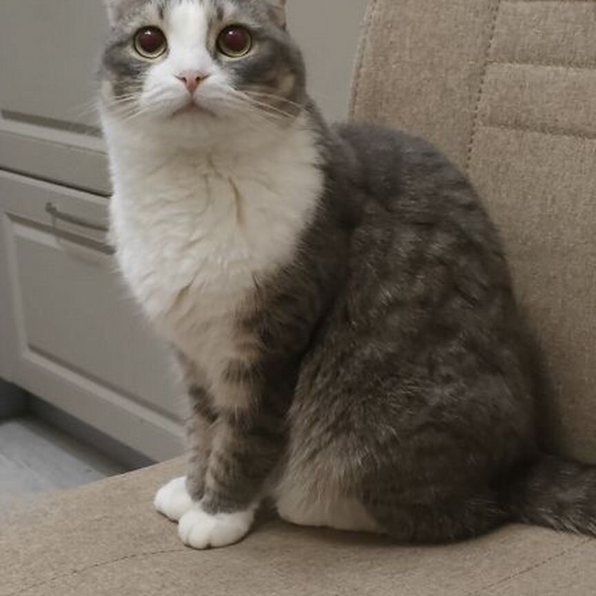 Взрослая, кошка в добрые руки