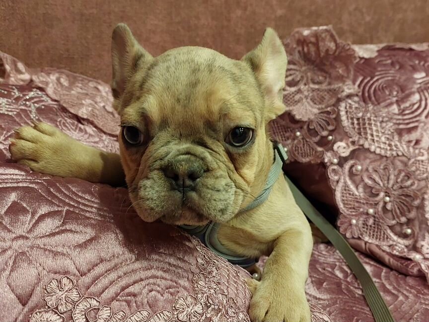 Французский бульдог