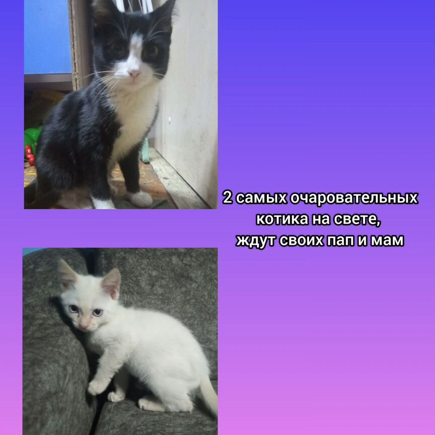 Отдам котят