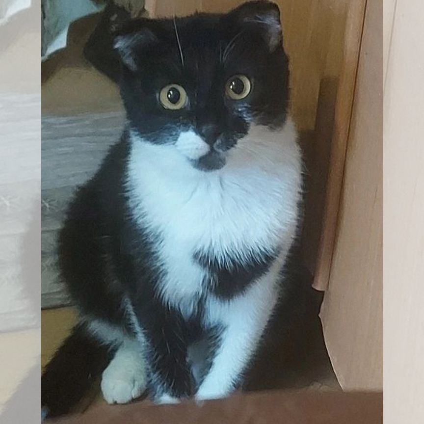 Красивый молодой котик бесплатно
