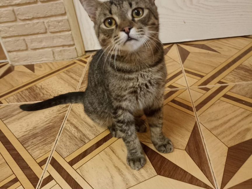 Котик Миша в добрые руки