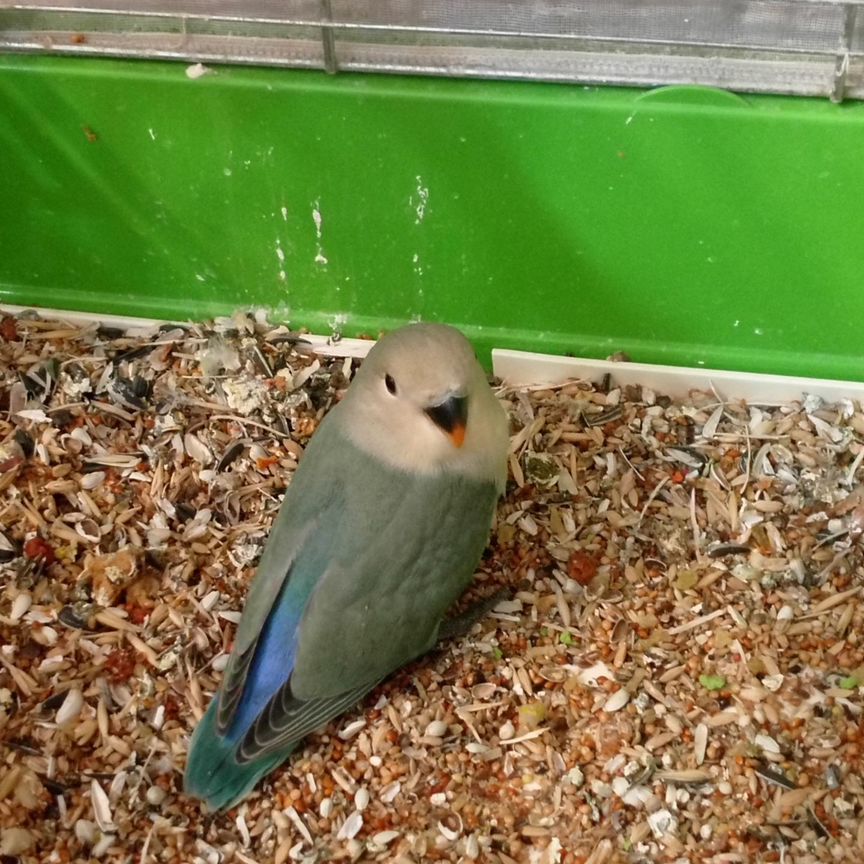 Попугаи неразлучники