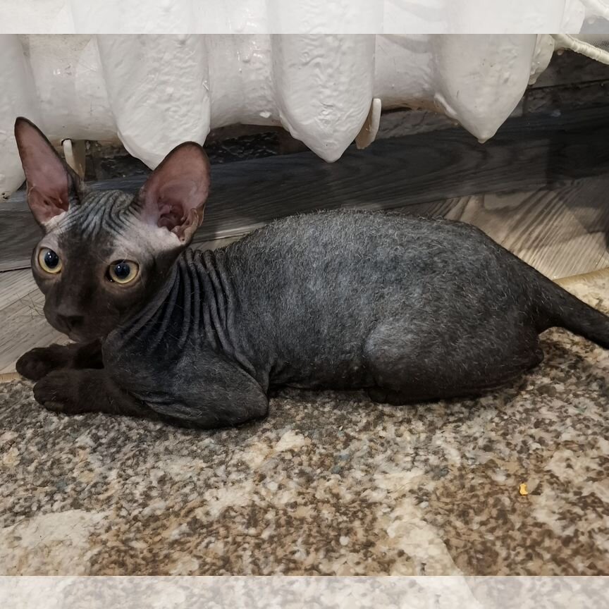 Донской сфинкс котёнок
