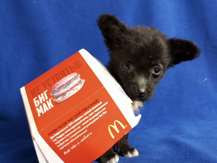 Чихуахуа + пудель, 2 девочки