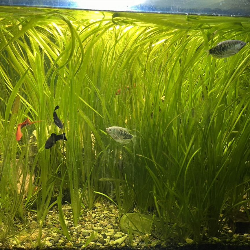 Валлиснерия