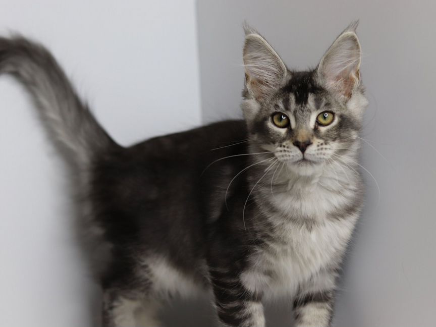 Мейн-кун 3 мес, шикарный котенок