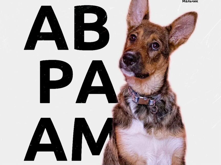 Щенок Авраам в добрые руки