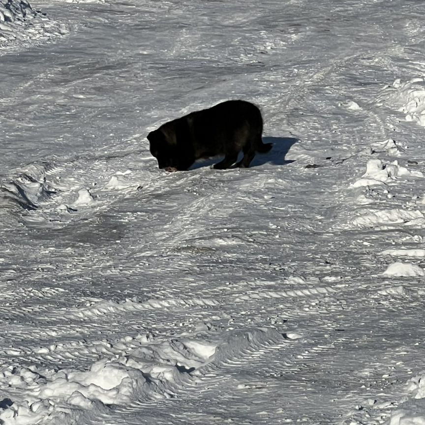 Отдам шенков в добрые руки