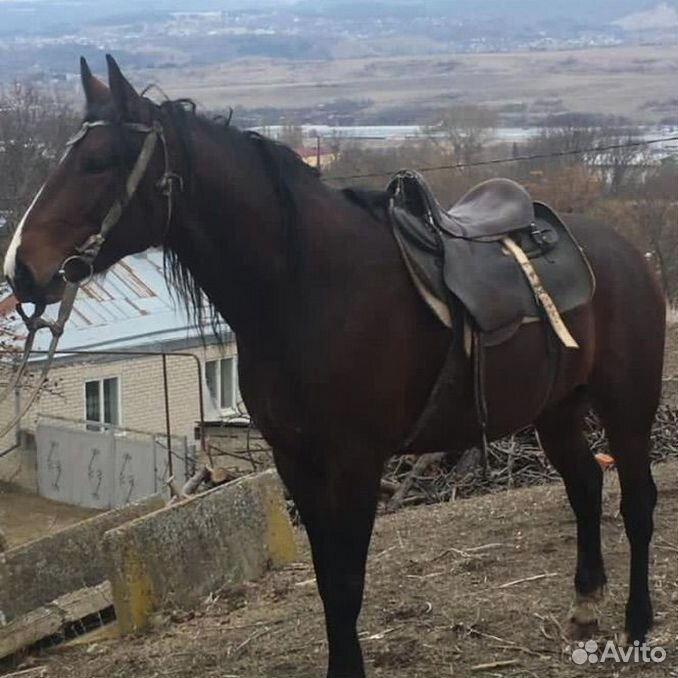 Жеребец карачаевской породы