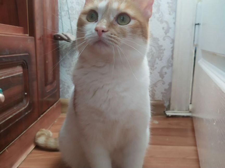 Рыжулька в добрые руки