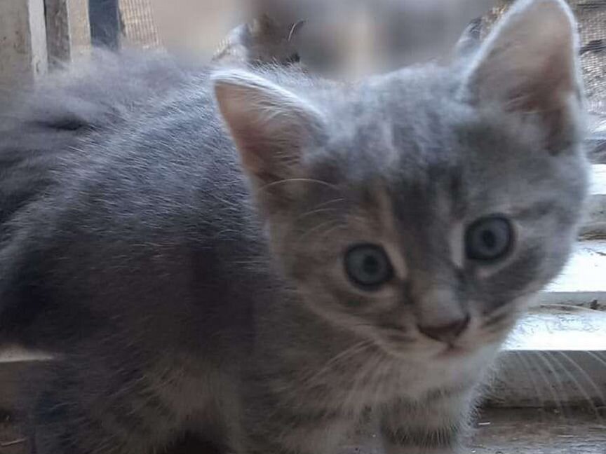 Кошки шотландцы