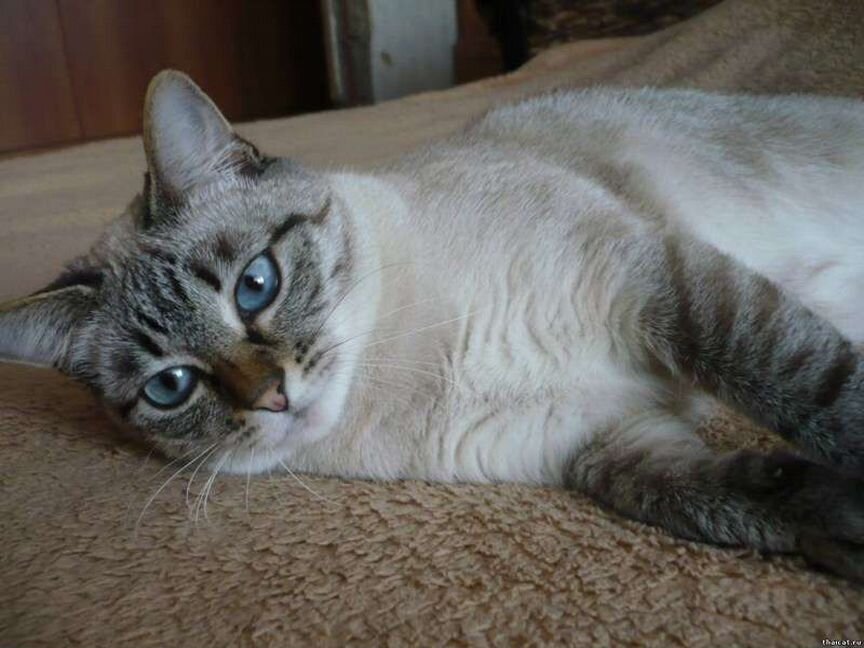 Голубоглазый Тайский котик в дар