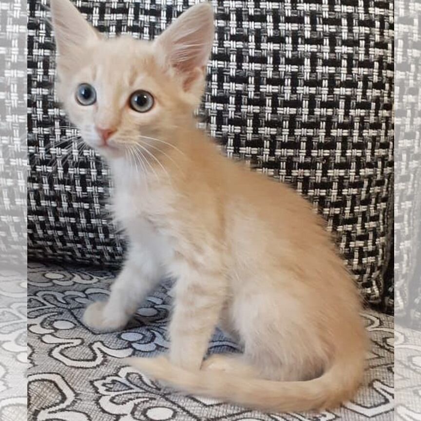 Котёнок Кокос