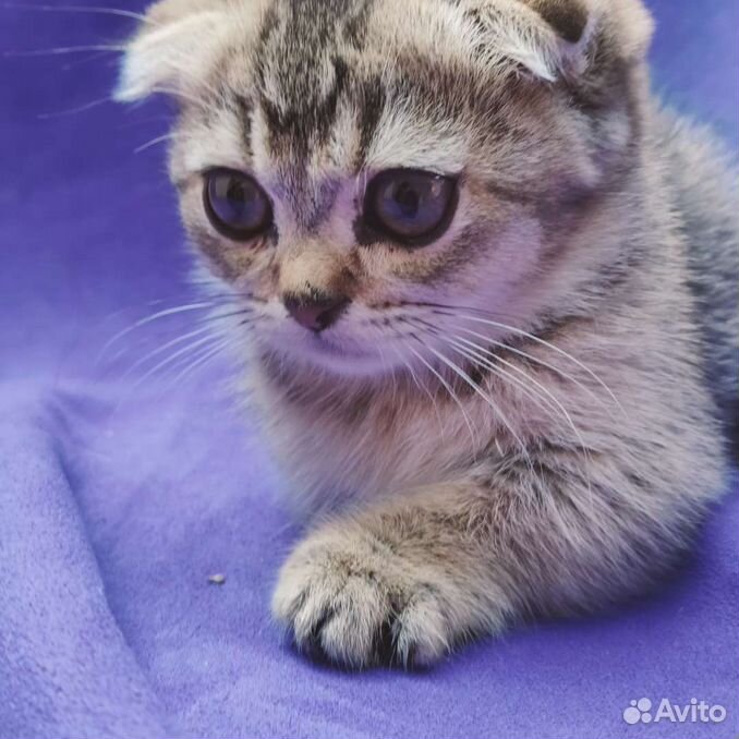 Кошечка Манчкин стандарт