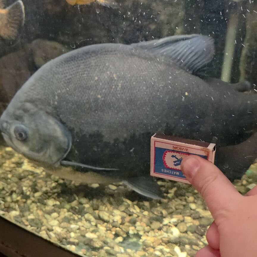 Пиранья и астронотусы