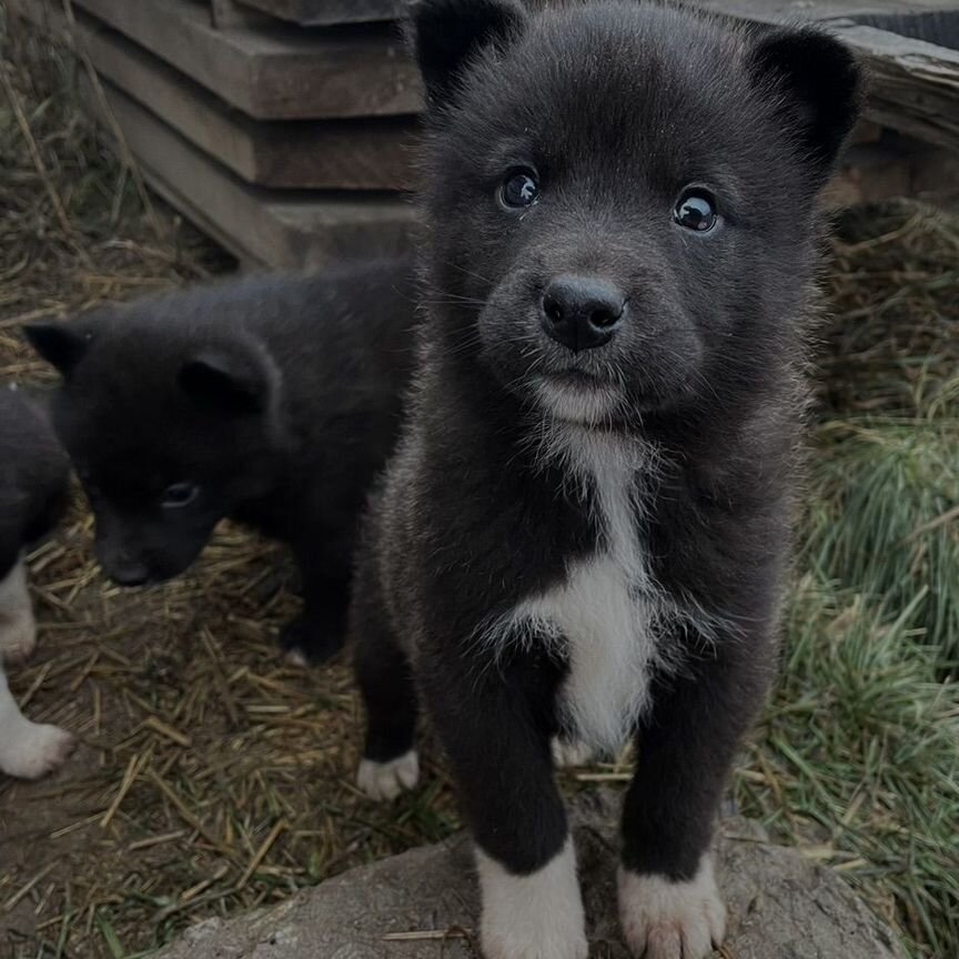 Русско европейская лайка щенята