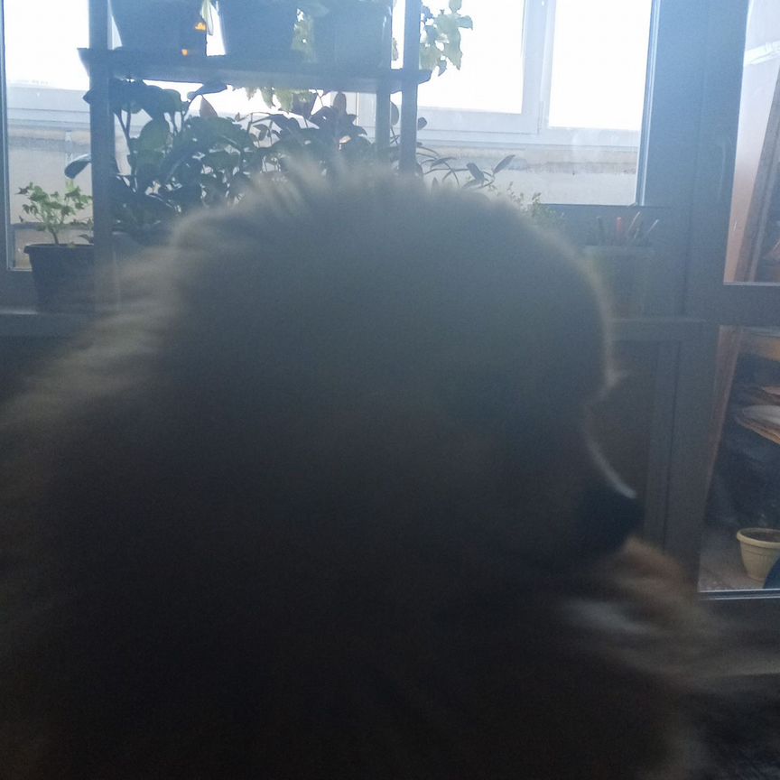 Шпиц Немецкий