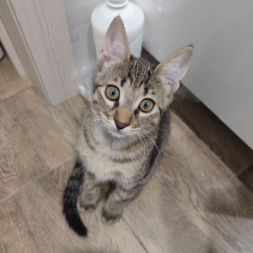 С р о ч н о Котята в добрые руки бесплатно