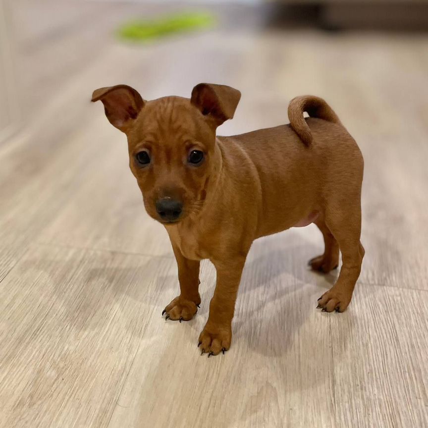 Щенки цвергпинчера с документами