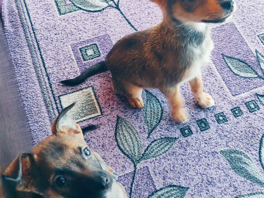 Щенки русский той-терьер