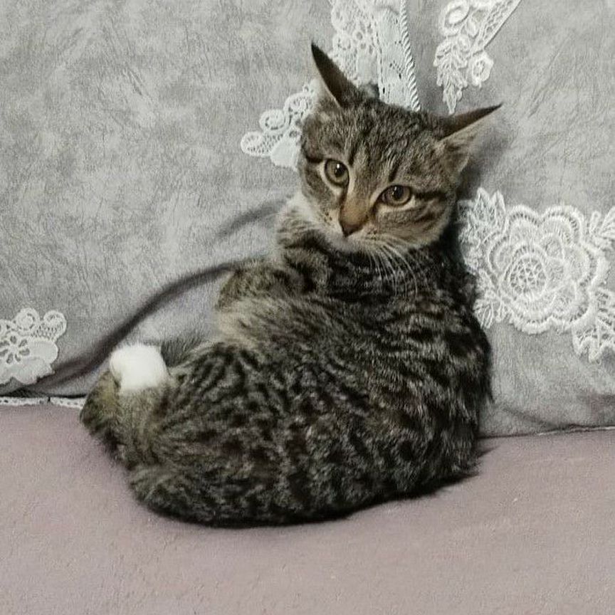 Котенок девочка нуждается в любящей семьи